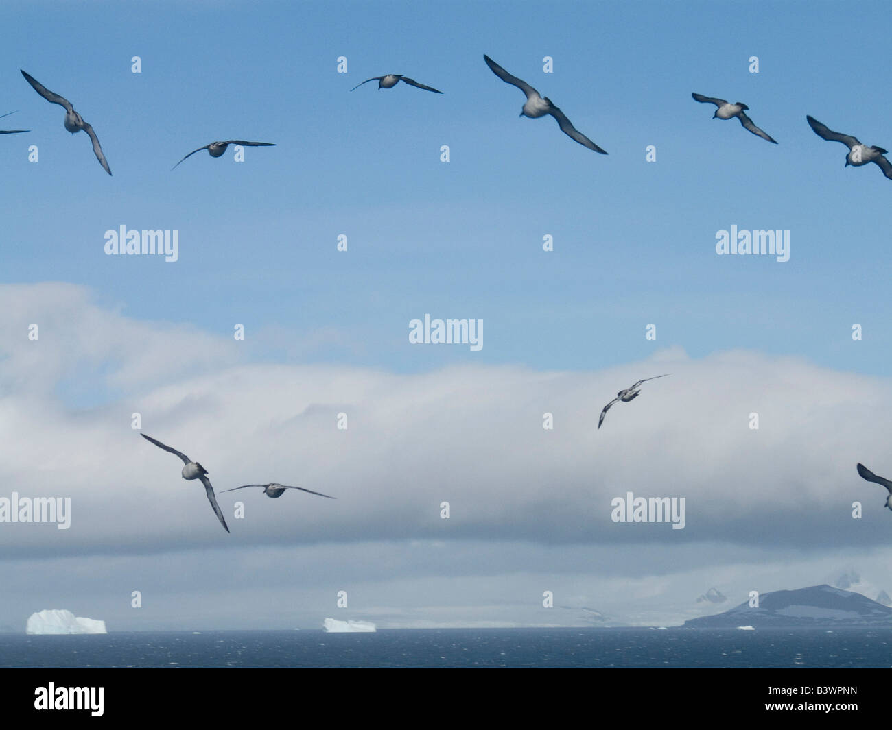 Birds flying over icebergs, Bransfield Strait, Antarctica Stock Photo ...
