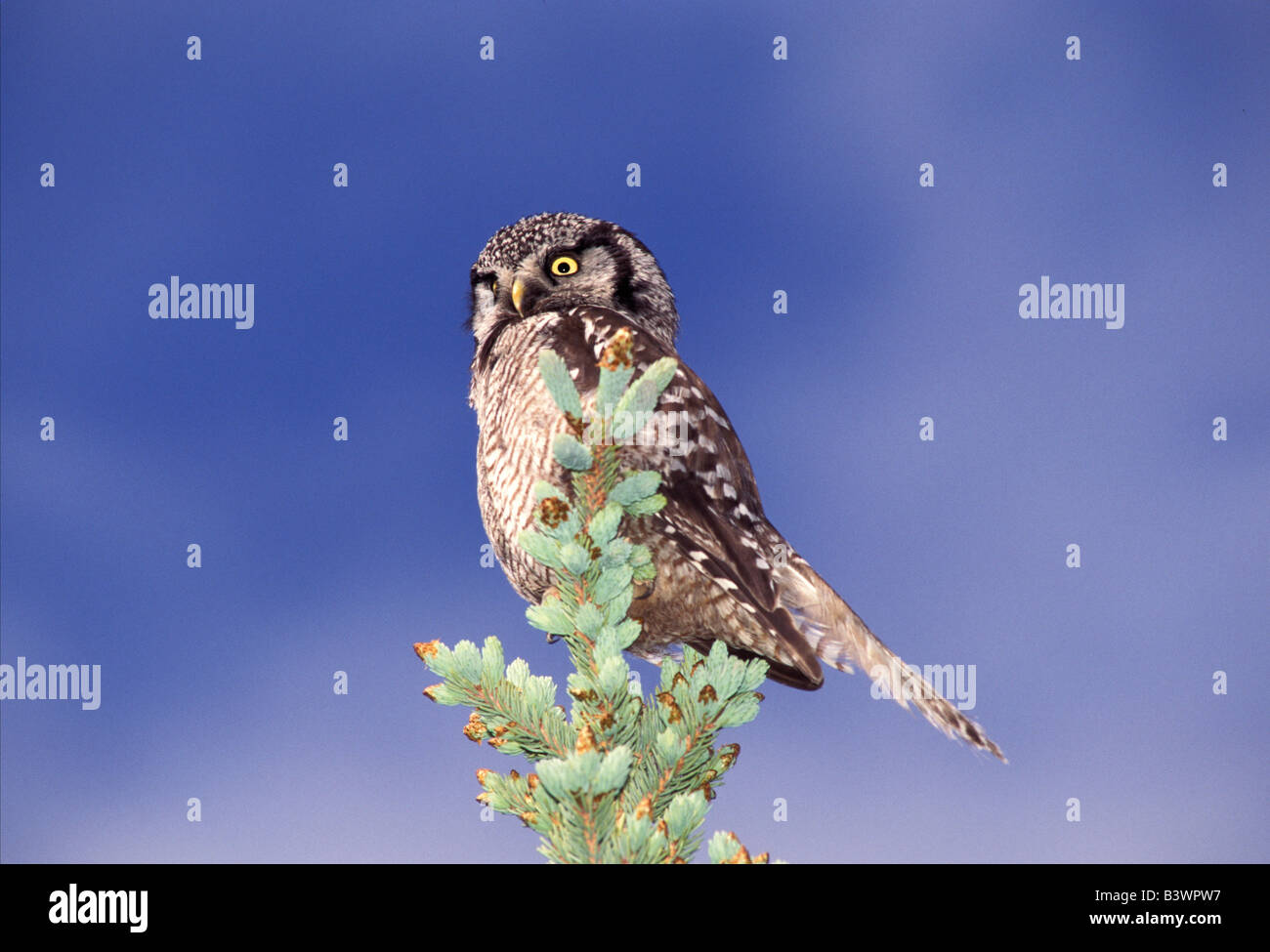 Northern Hawk-Owl Surnia ulula Stock Photo - Alamy