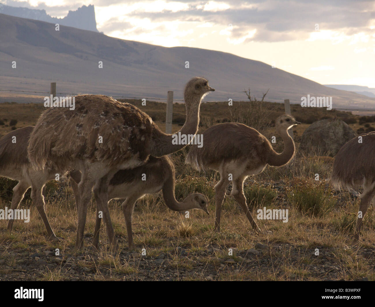 Rheas walking in a field, Torres del Paine National Park, Patagonia ...