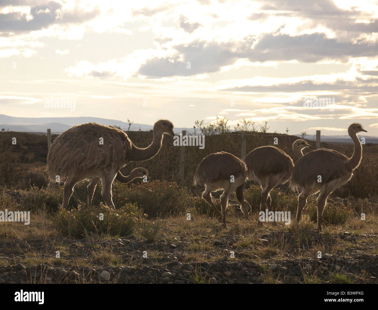 Rheas walking in a field, Torres del Paine National Park, Patagonia ...