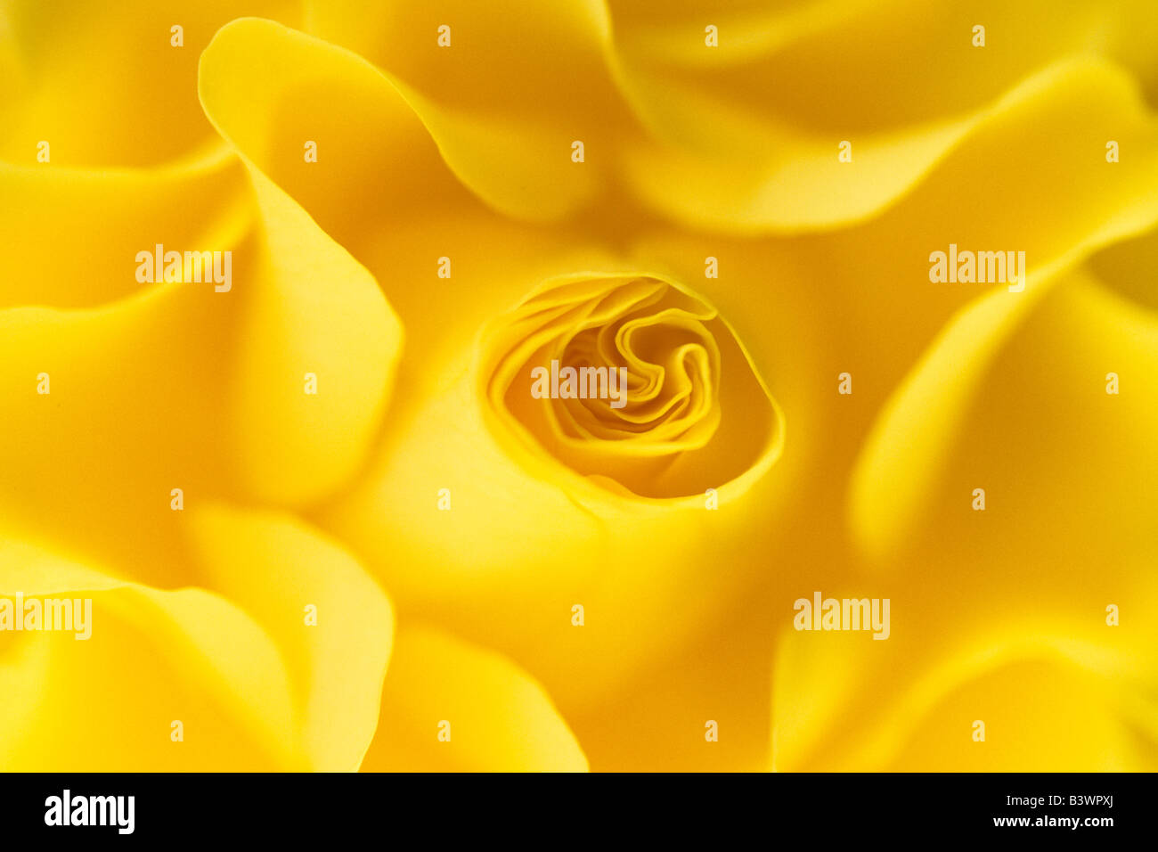 Rose sp flower hi-res stock photography and images - Alamy