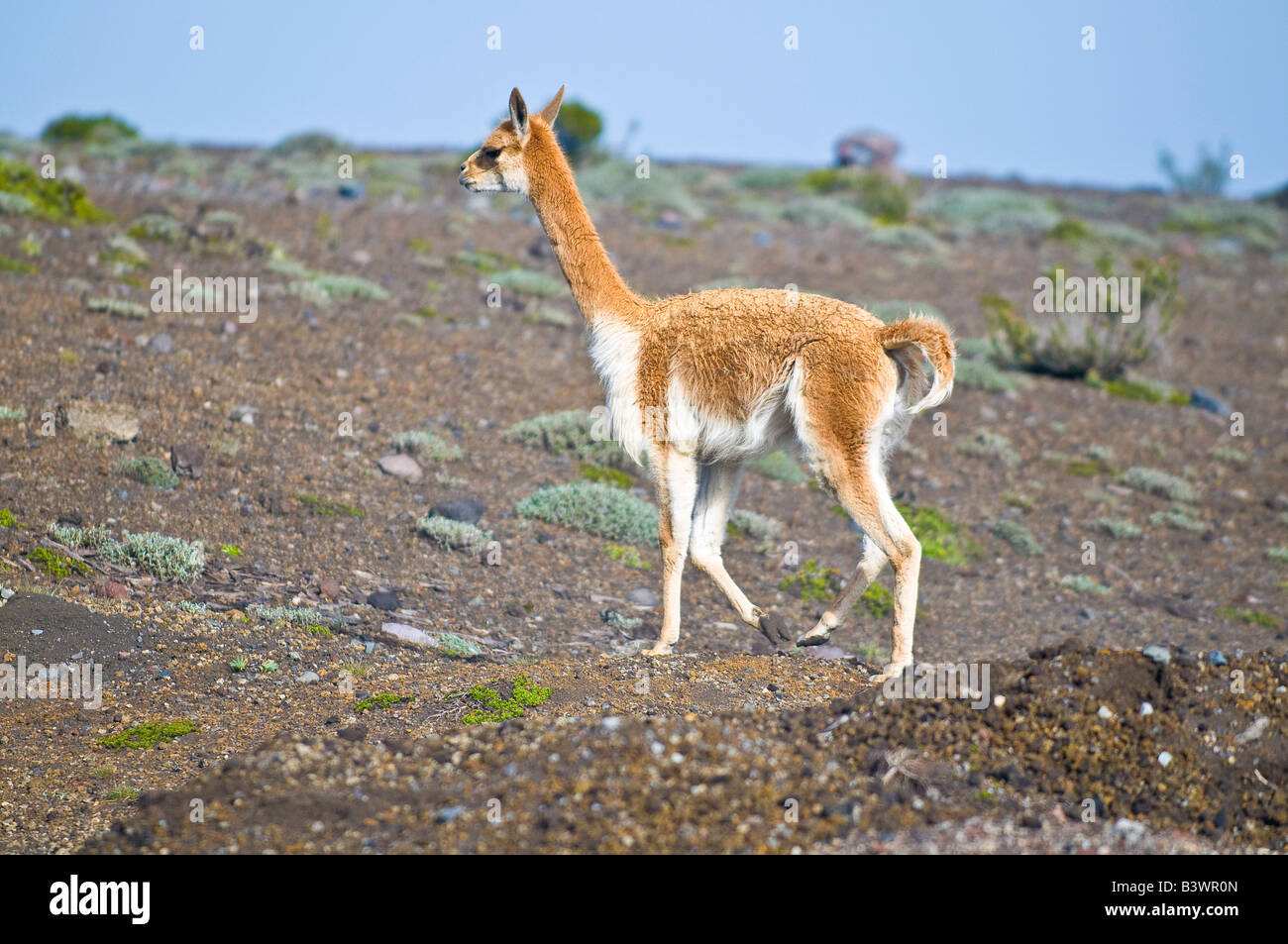 Vicuna, side view Stock Photo - Alamy