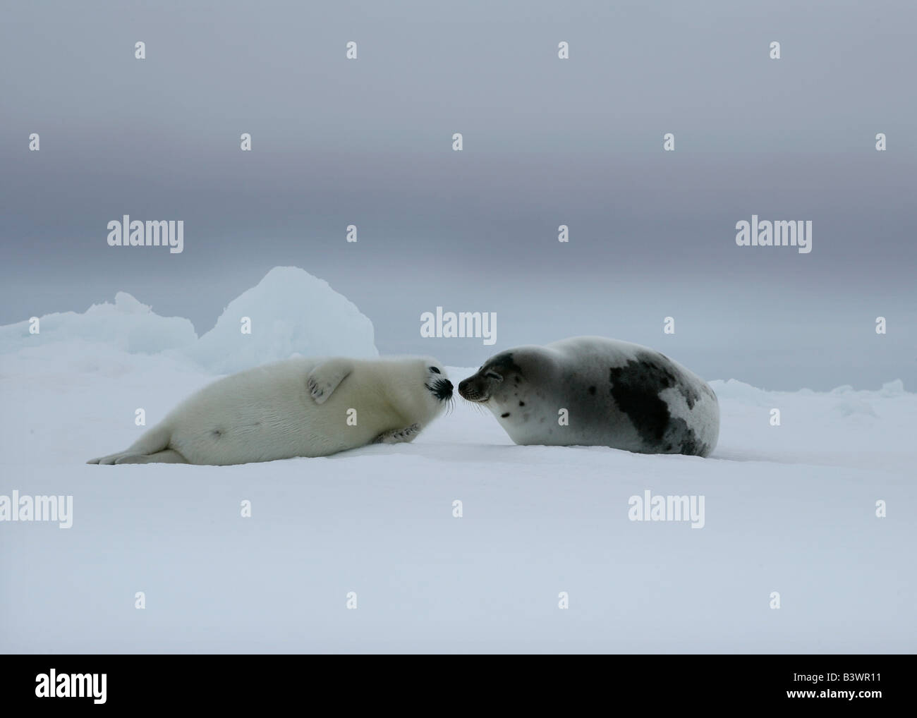 Harp Seals Mating