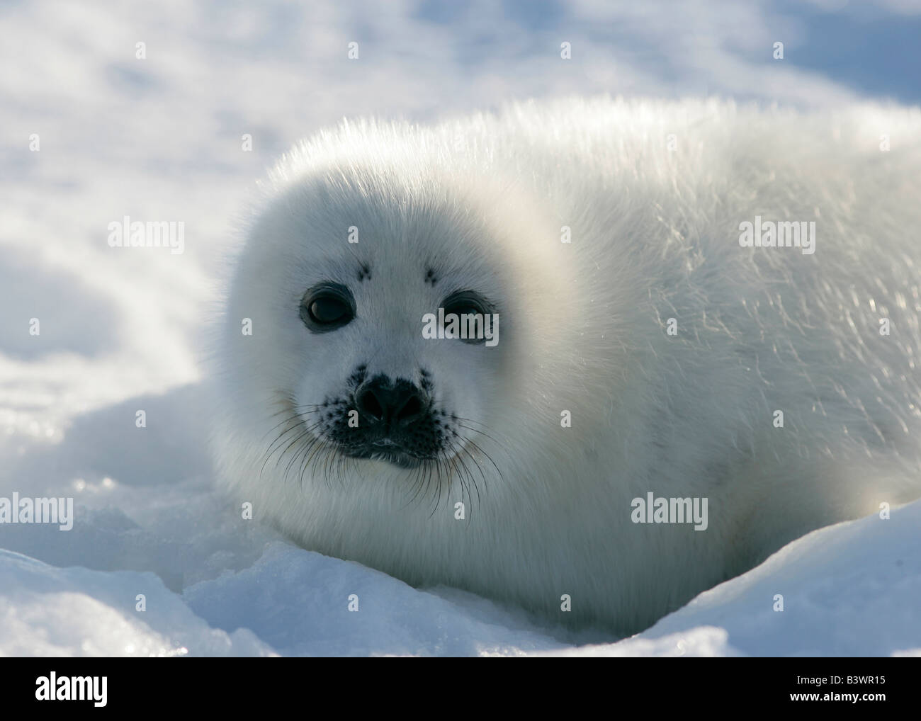 Harp seal pup (Phoca groenlandica) lying on snow, Greenland Stock Photo ...