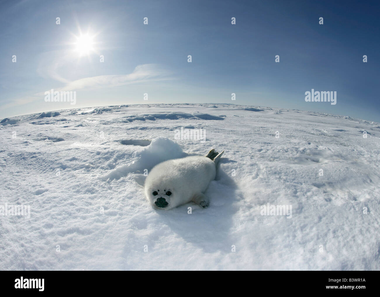 Harp seal pup (Phoca groenlandica) lying on snow, Greenland Stock Photo - Alamy