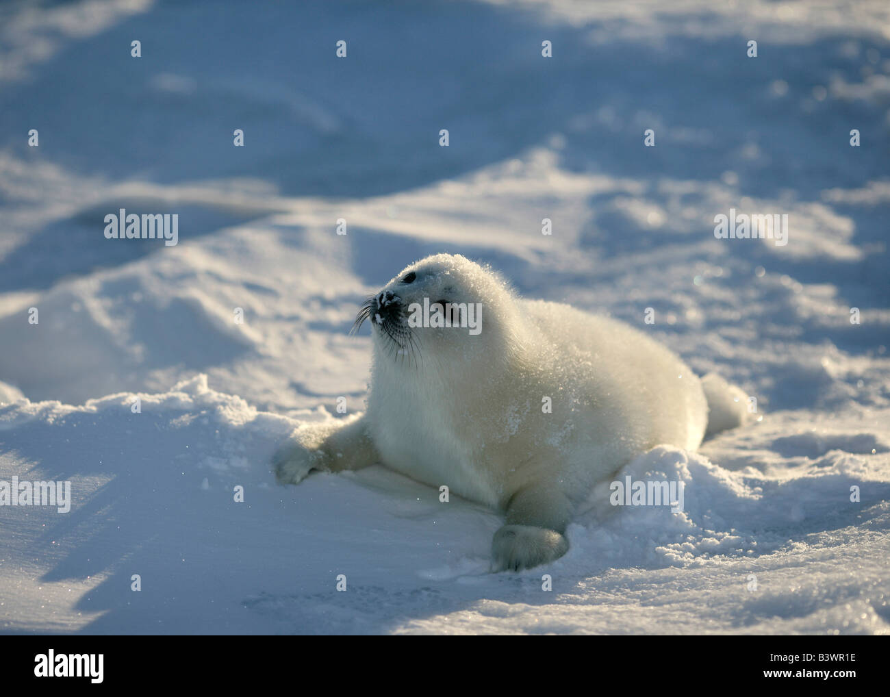 Greenland seal swimming hi-res stock photography and images - Alamy