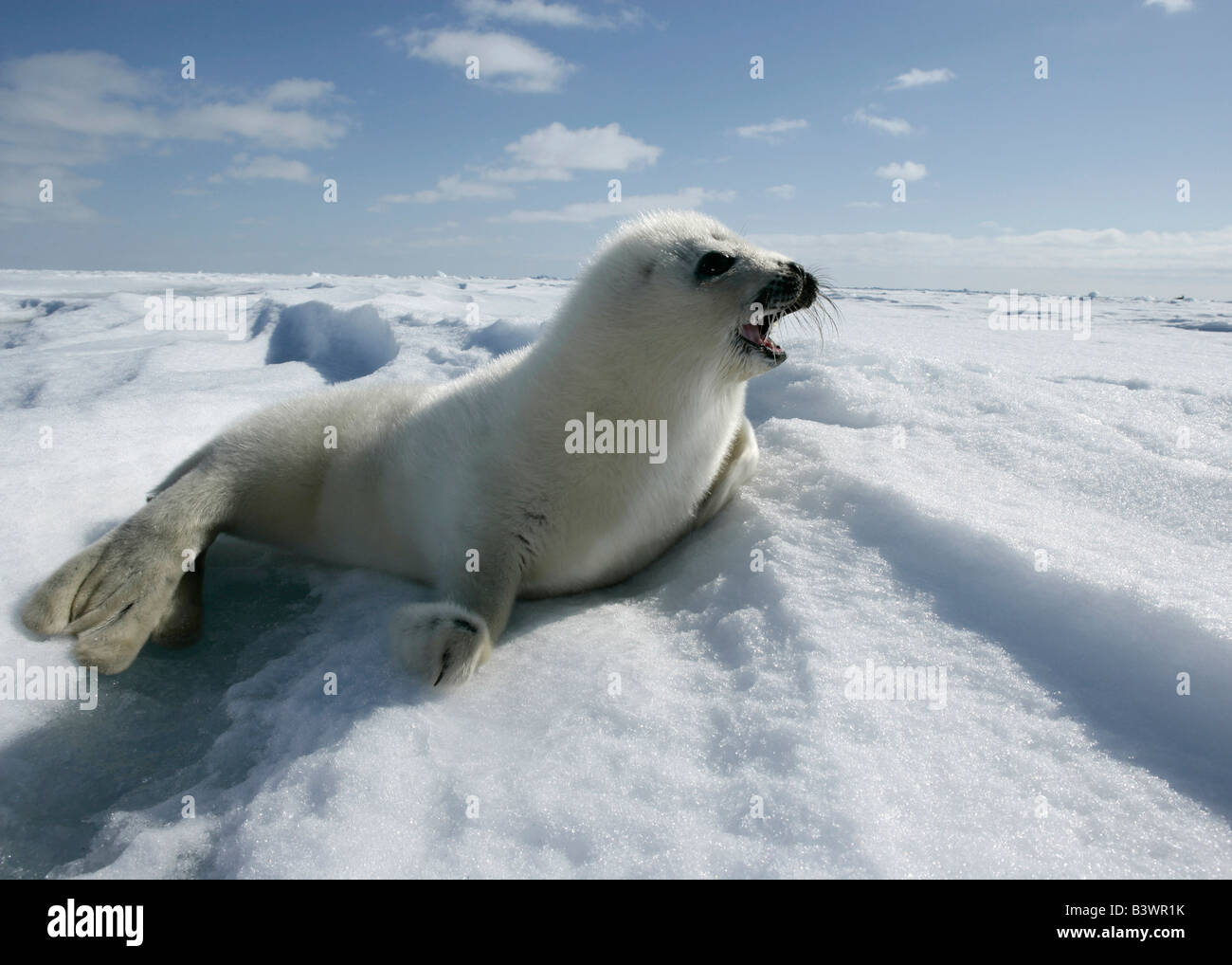 Harp seal (Phoca groenlandica) lying on snow, Greenland Stock Photo - Alamy Harp seal (Phoca groenlandica) lying on snow, Greenland Stock Photo - Alamy