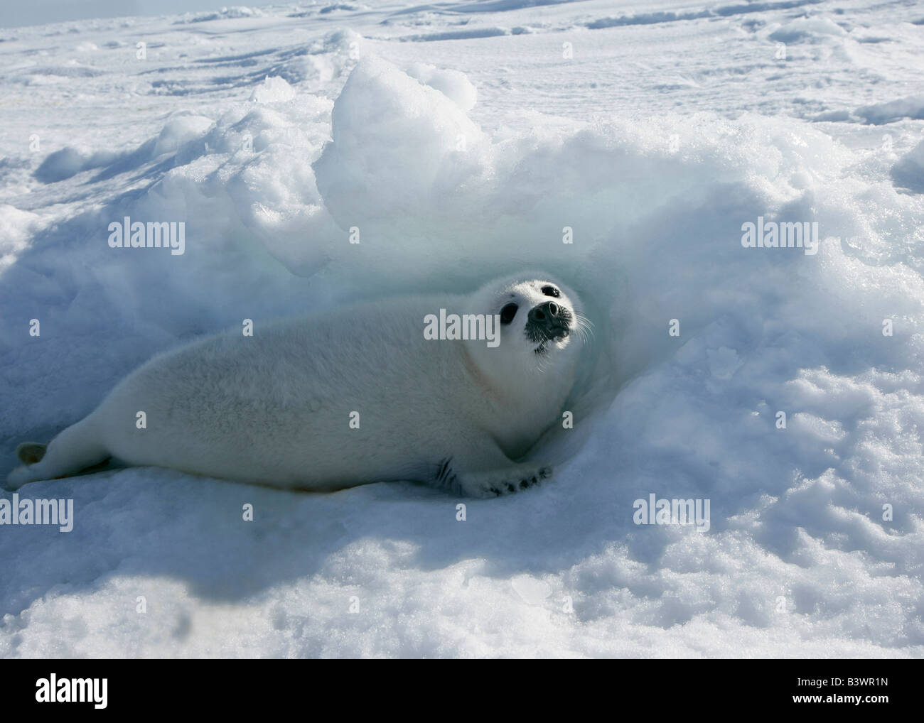 Harp seal pup (Phoca groenlandica) lying on snow, Greenland Stock Photo - Alamy