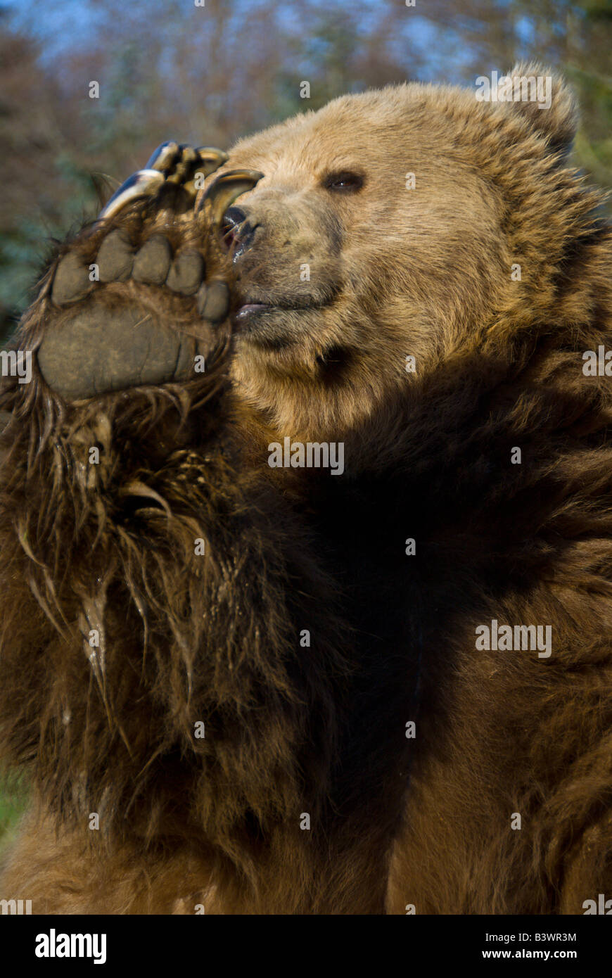 Close-up of a Brown bear (Ursus arctos) licking its paw Stock Photo - Alamy