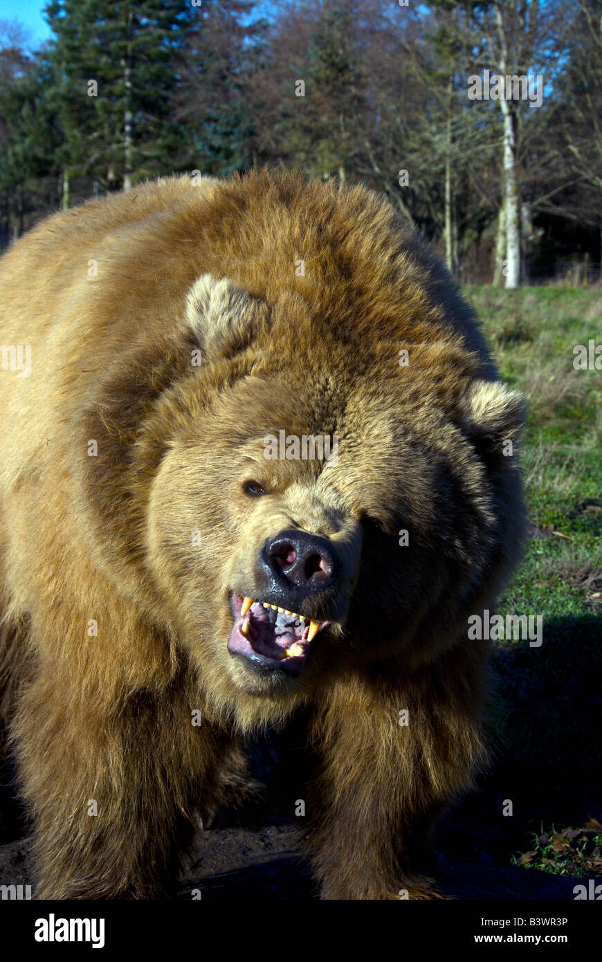 Bear standing growling hi-res stock photography and images - Alamy
