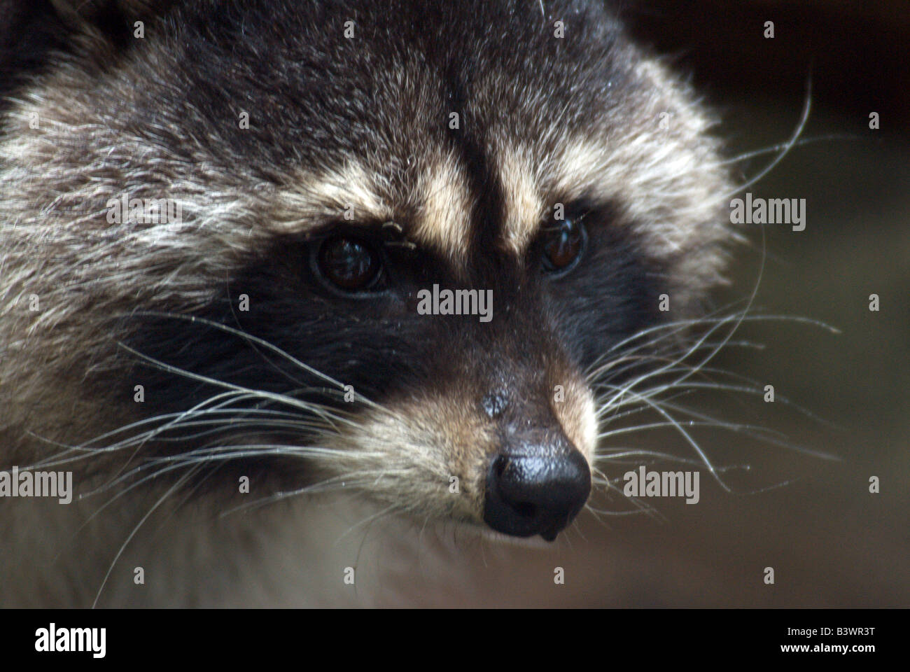 Close-up of a Raccoon Stock Photo - Alamy