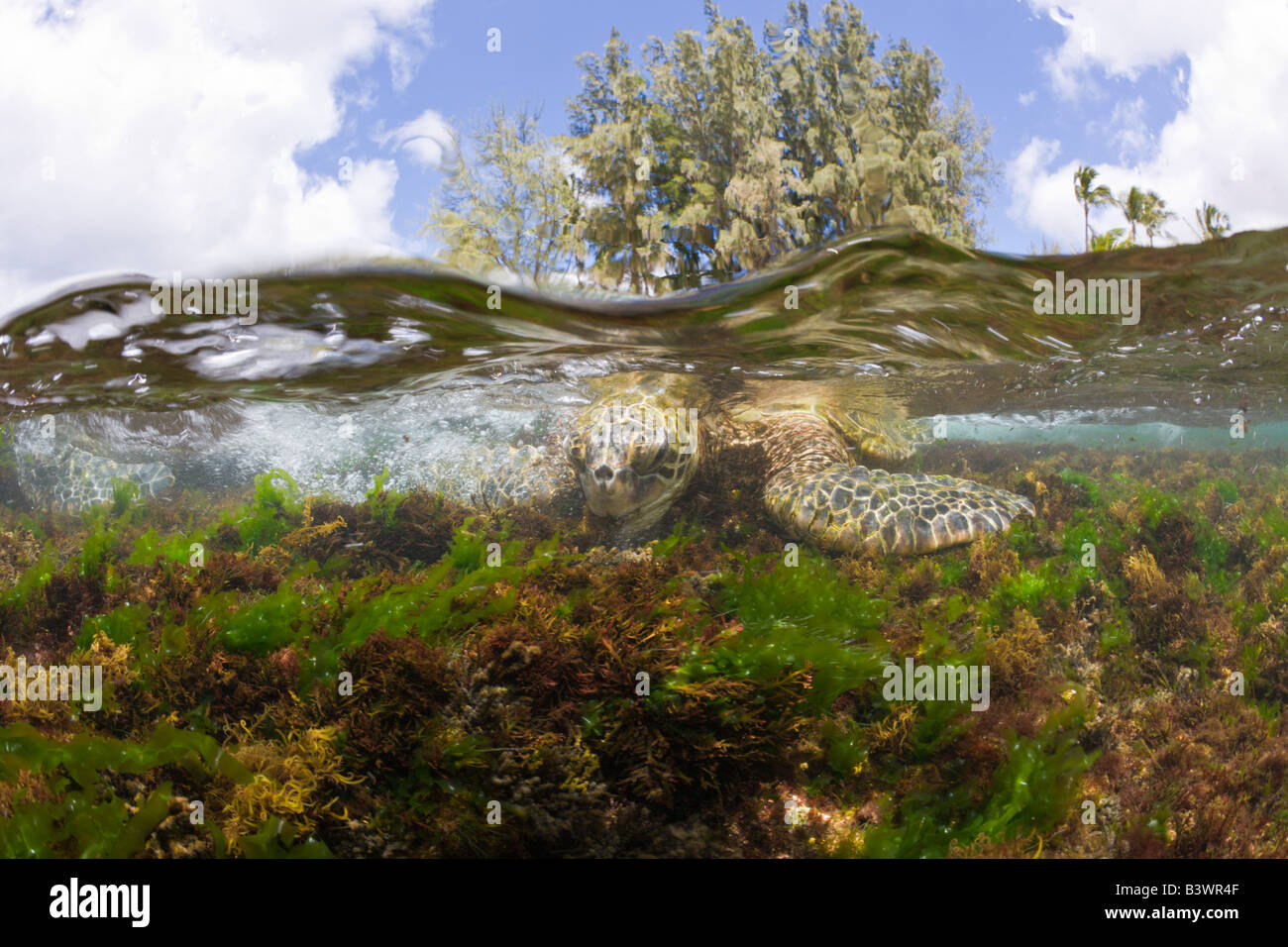 Green sea turtles algae hi-res stock photography and images - Alamy