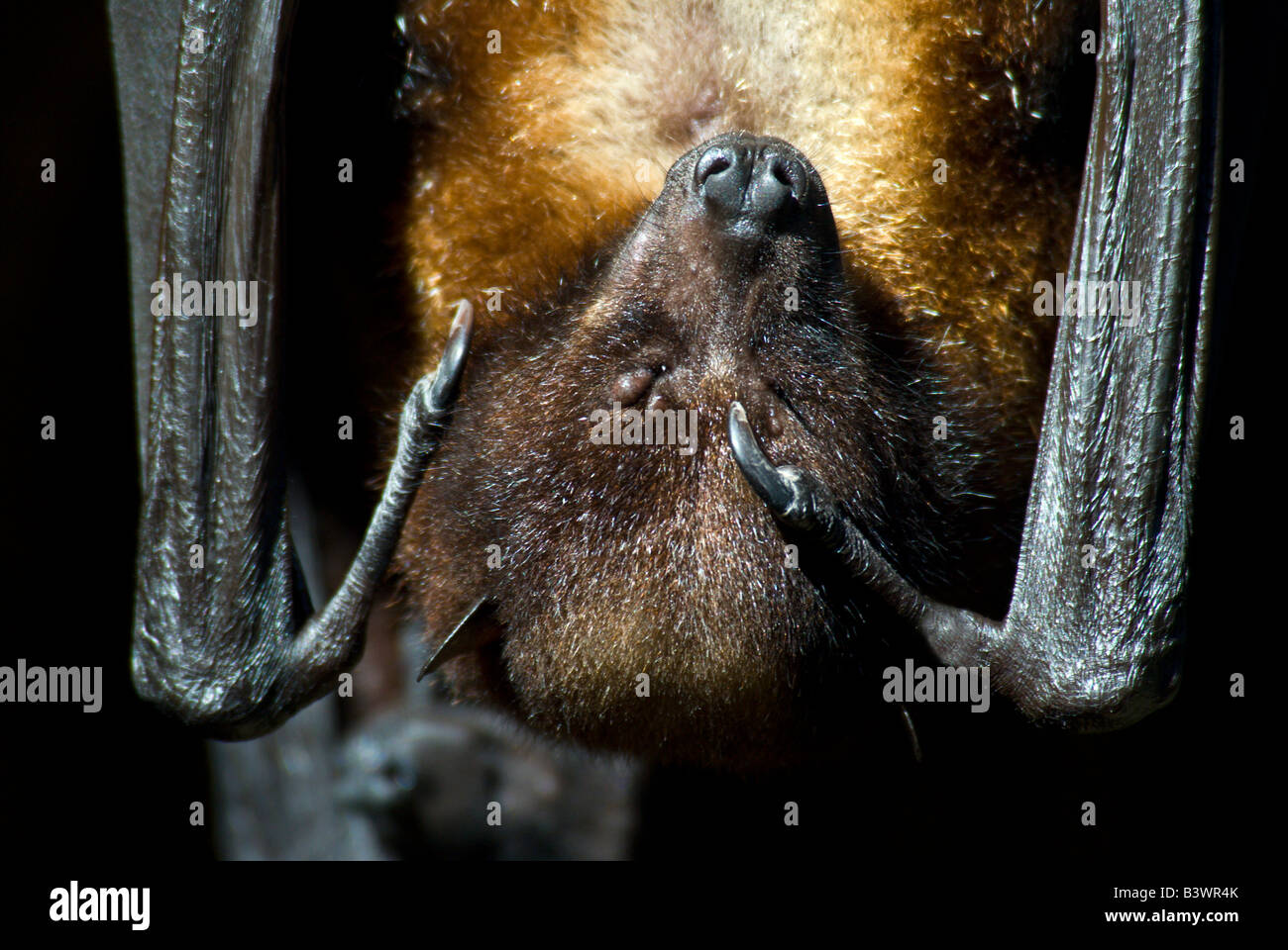 Fruit bat close up hi-res stock photography and images - Alamy