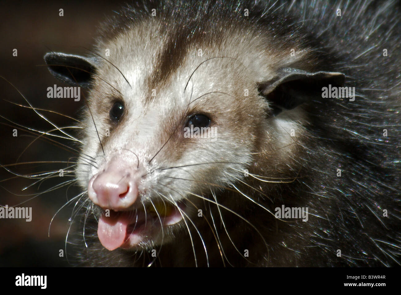 Close-up of an opossum Stock Photo - Alamy