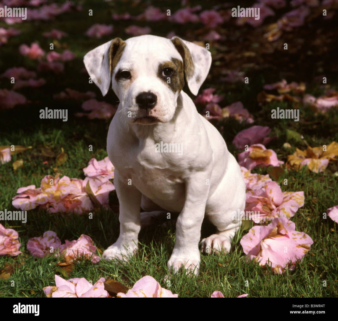 American Bulldog puppy sitting in a garden Stock Photo - Alamy