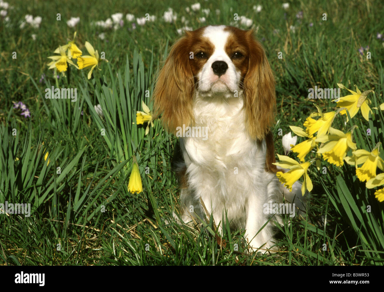 Cavalier king charles spaniel flower hi-res stock photography and ...