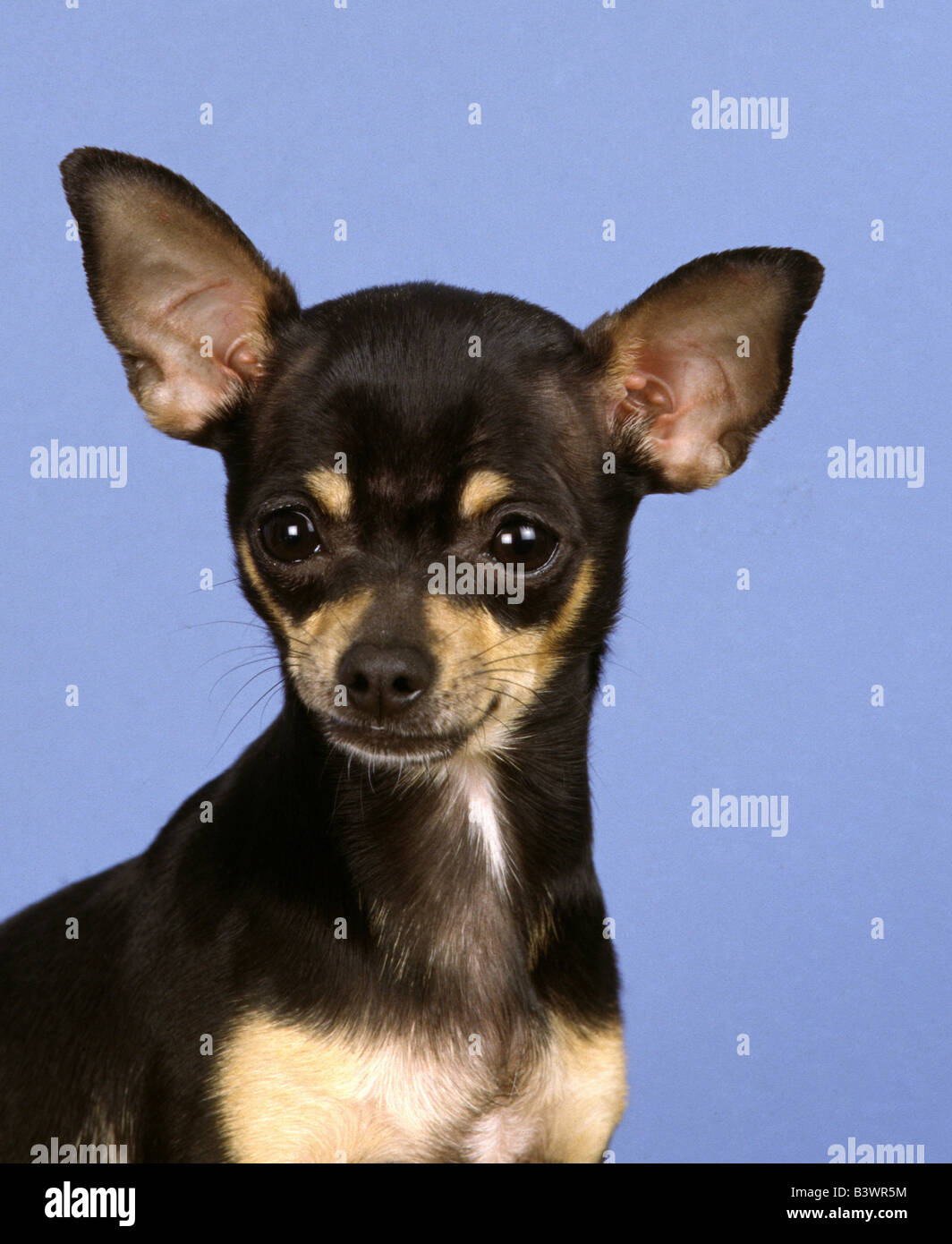Close-up of a Chihuahua Stock Photo - Alamy