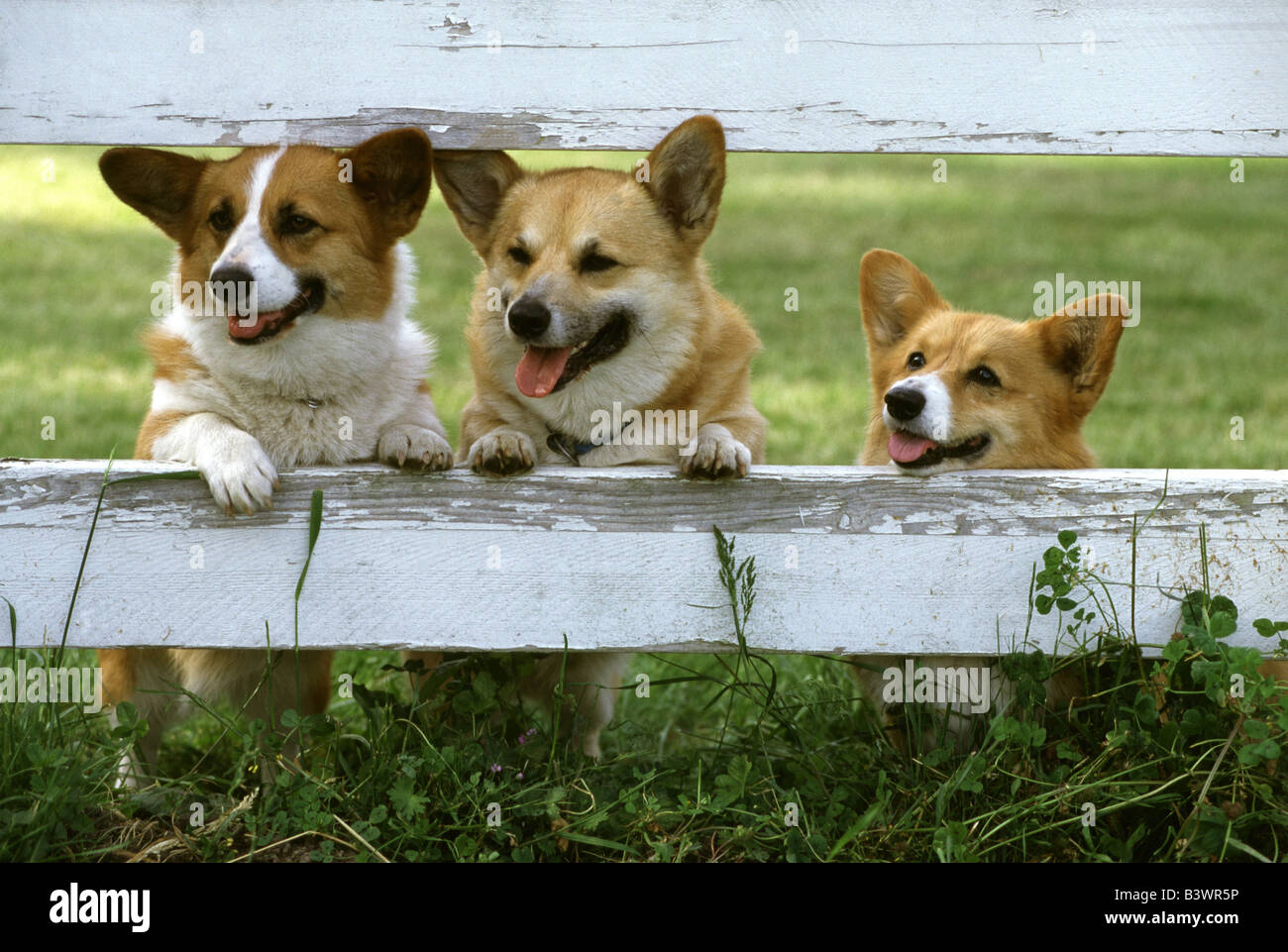 Leaning against dog hi-res stock photography and images - Alamy