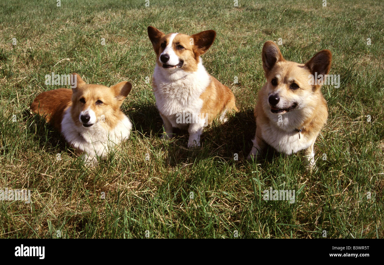 High angle view of three Pembroke Welsh Corgis in a lawn Stock Photo ...