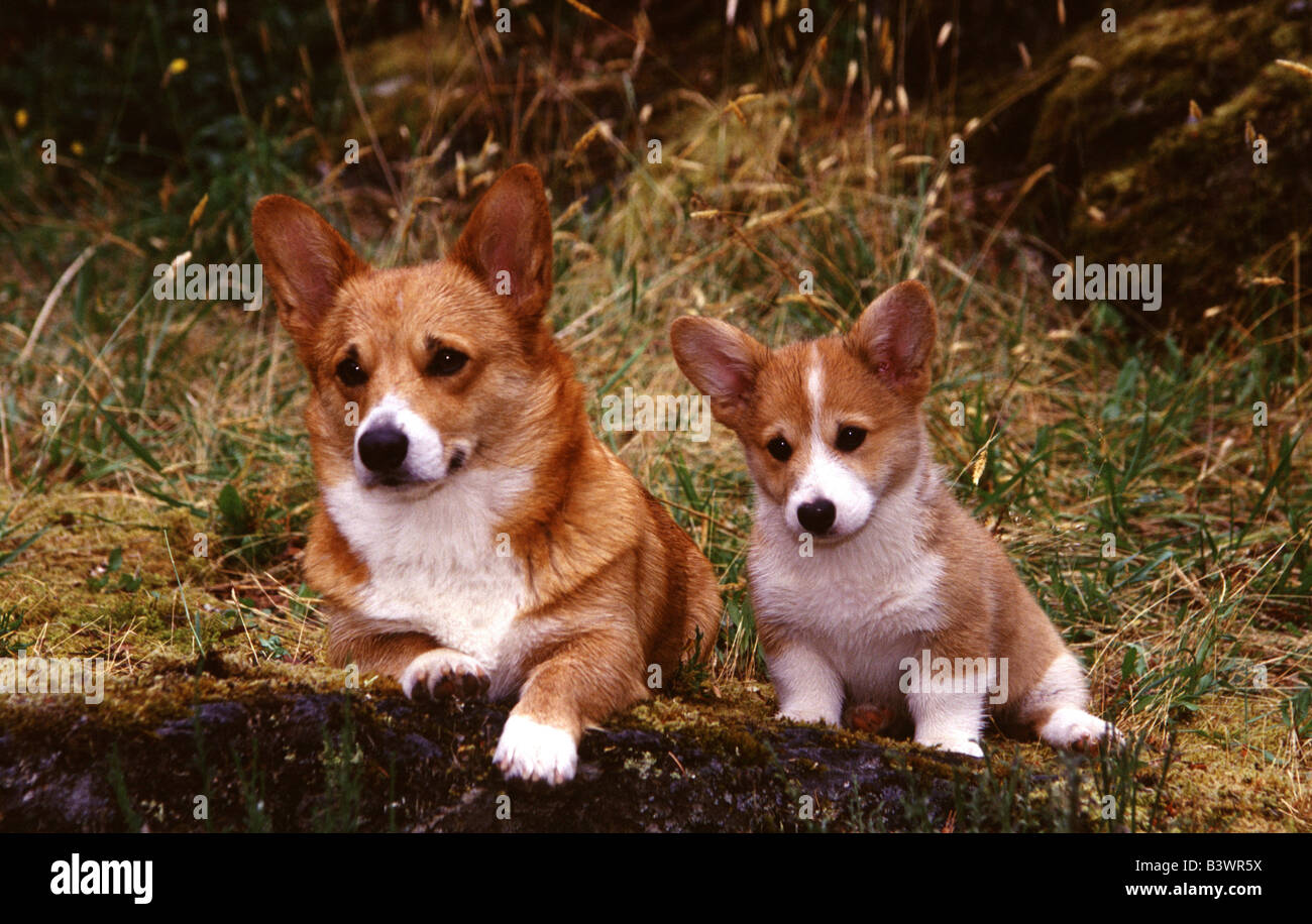 Two Pembroke Welsh Corgis in a field Stock Photo - Alamy