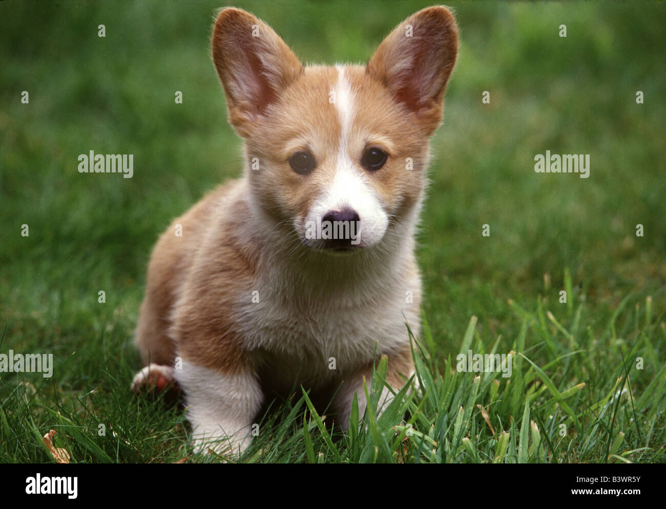 Close-up of a Pembroke Welsh Corgi puppy in a lawn Stock Photo - Alamy