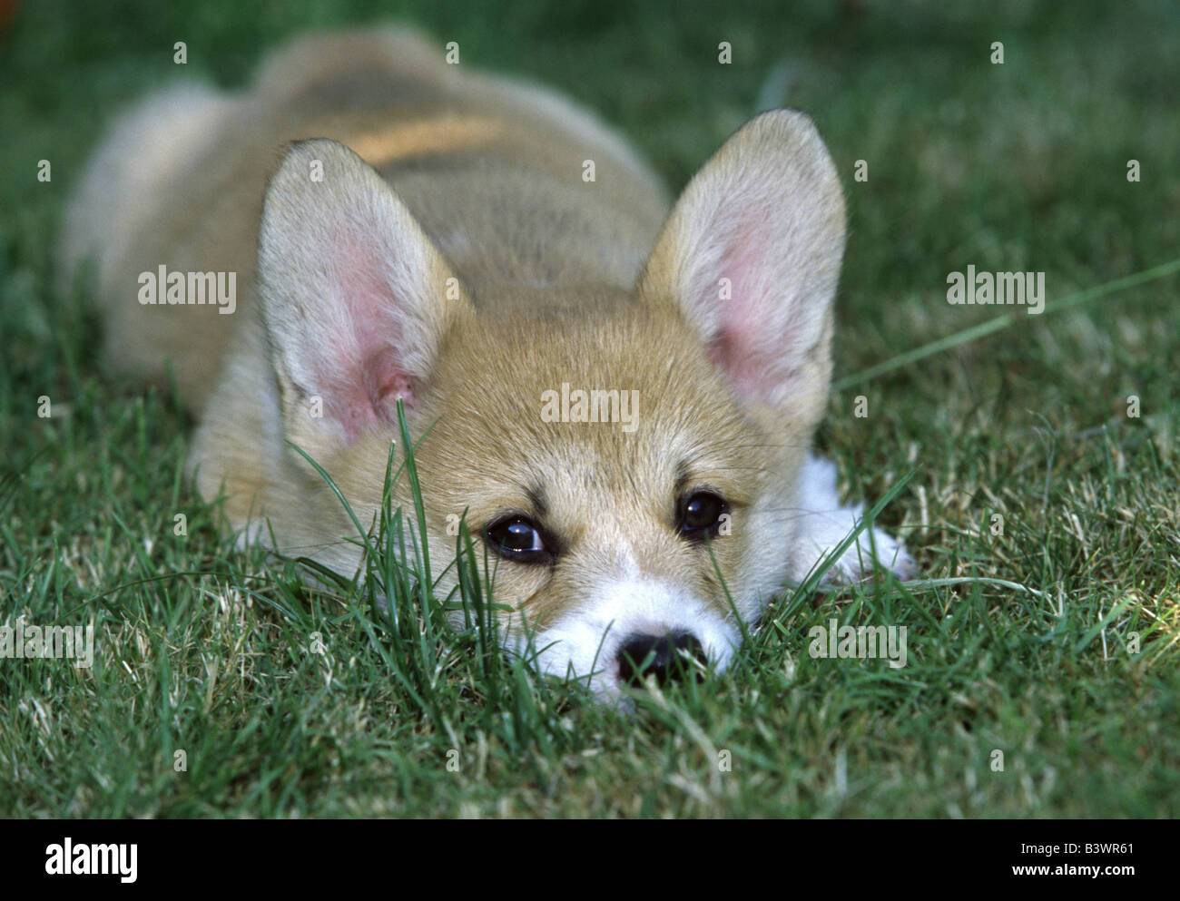 Welsh corgi looking up hi-res stock photography and images - Alamy