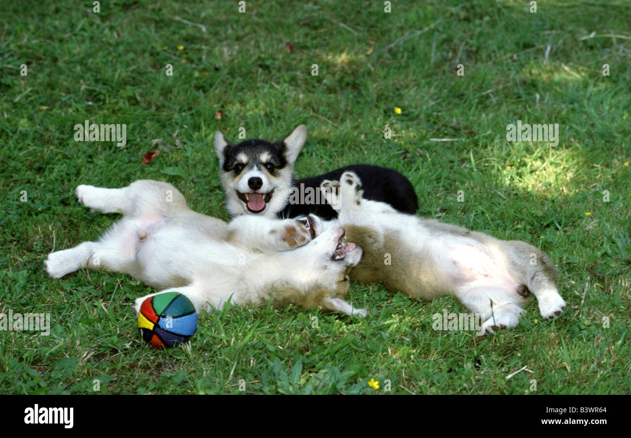 Playing welsh corgis hi-res stock photography and images - Alamy
