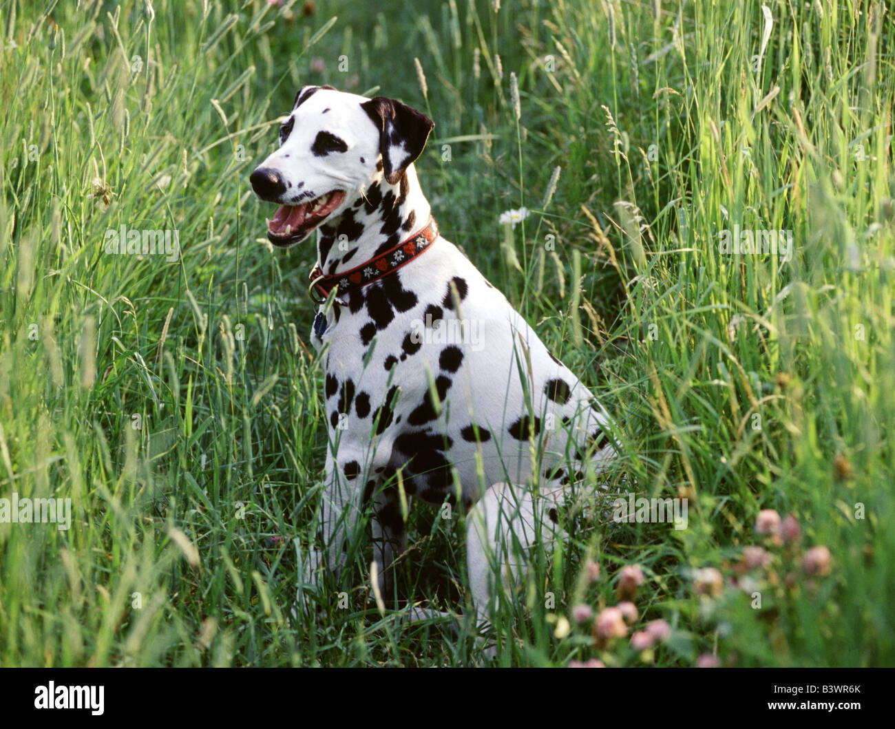 Dalmatian sitting in a field Stock Photo - Alamy