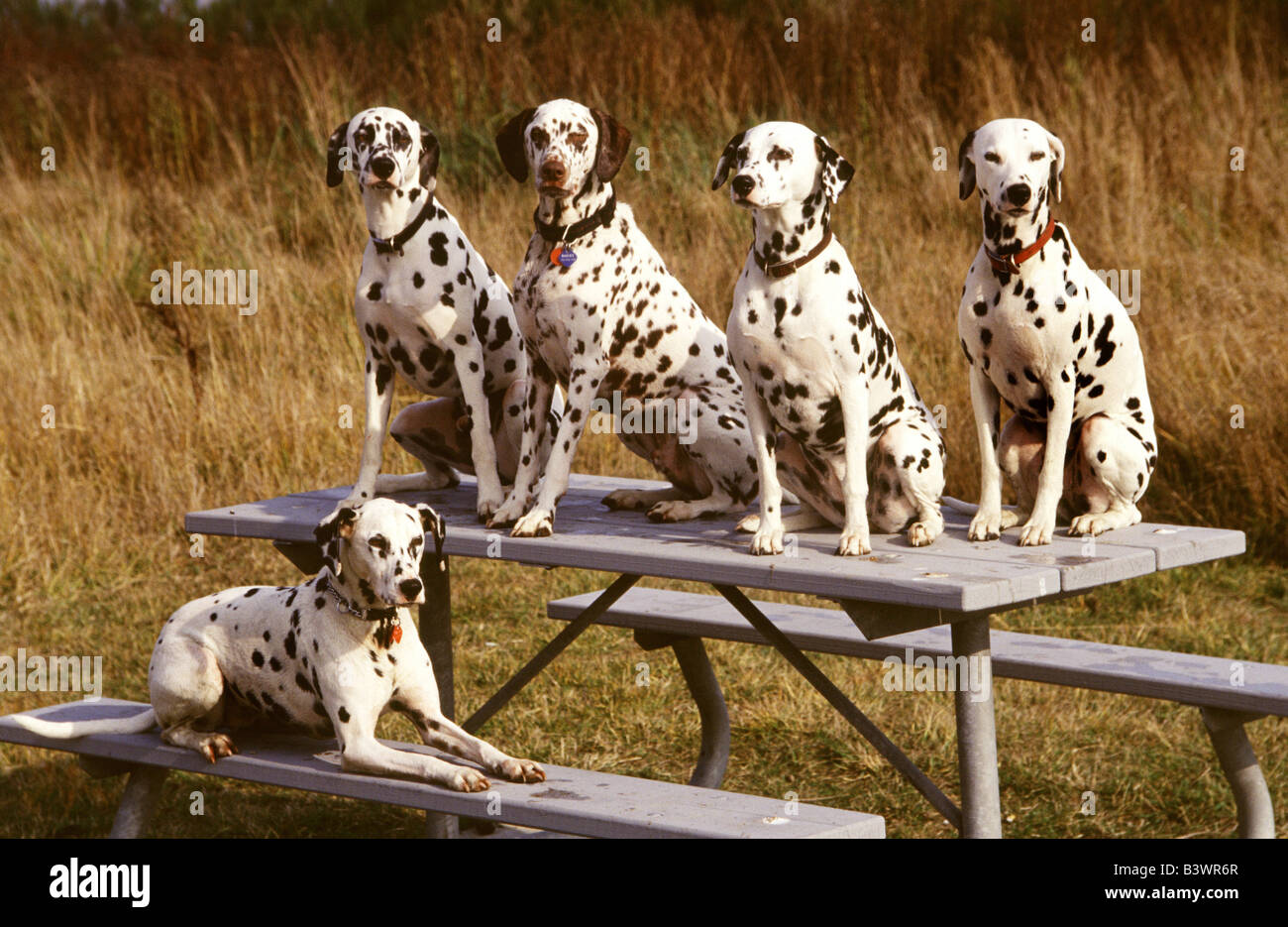 Five Dalmatians sitting on a picnic table Stock Photo - Alamy