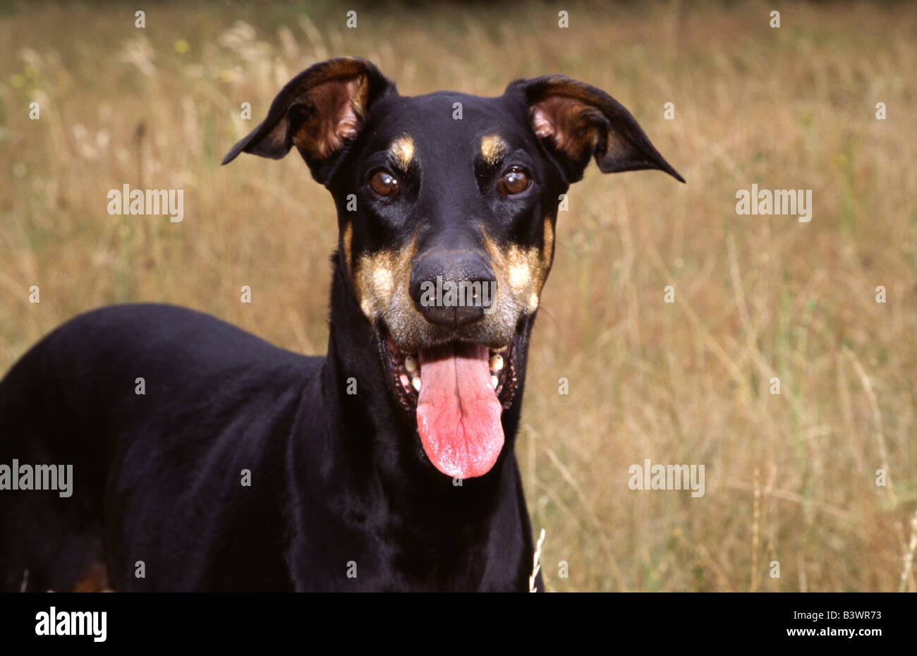 Close-up of a Doberman Pinscher Stock Photo - Alamy