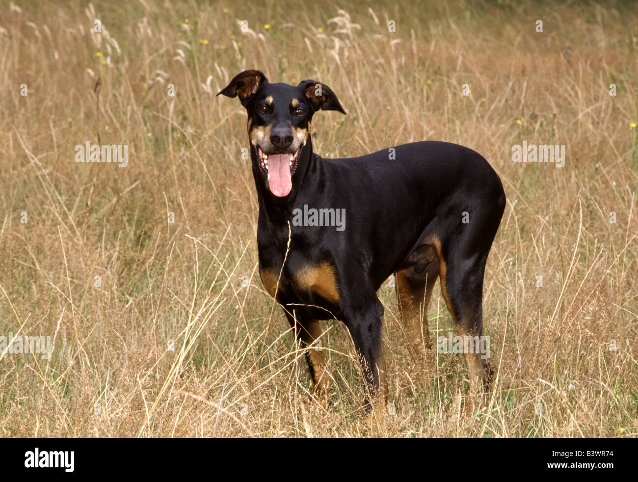 Doberman Pinscher standing in a lawn Stock Photo - Alamy