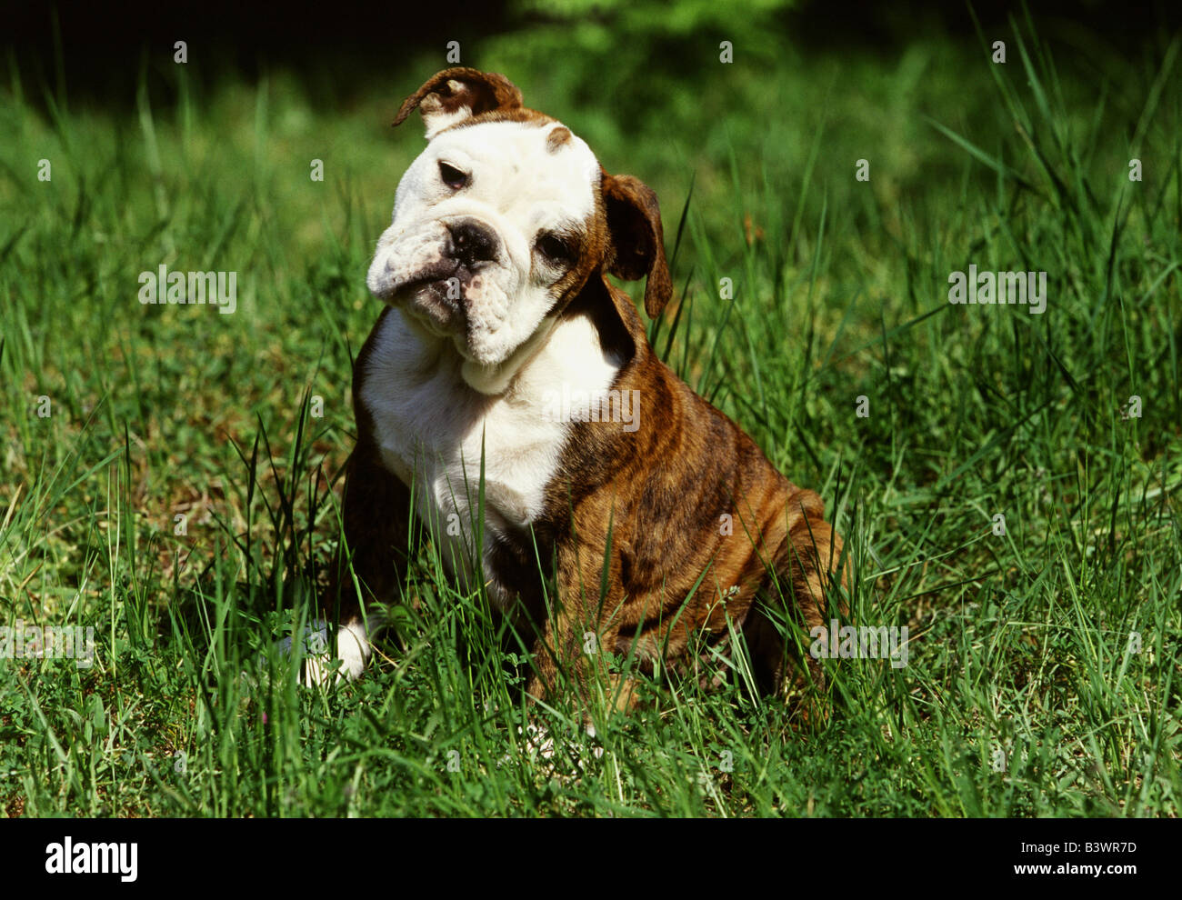English Bulldog in a field Stock Photo - Alamy