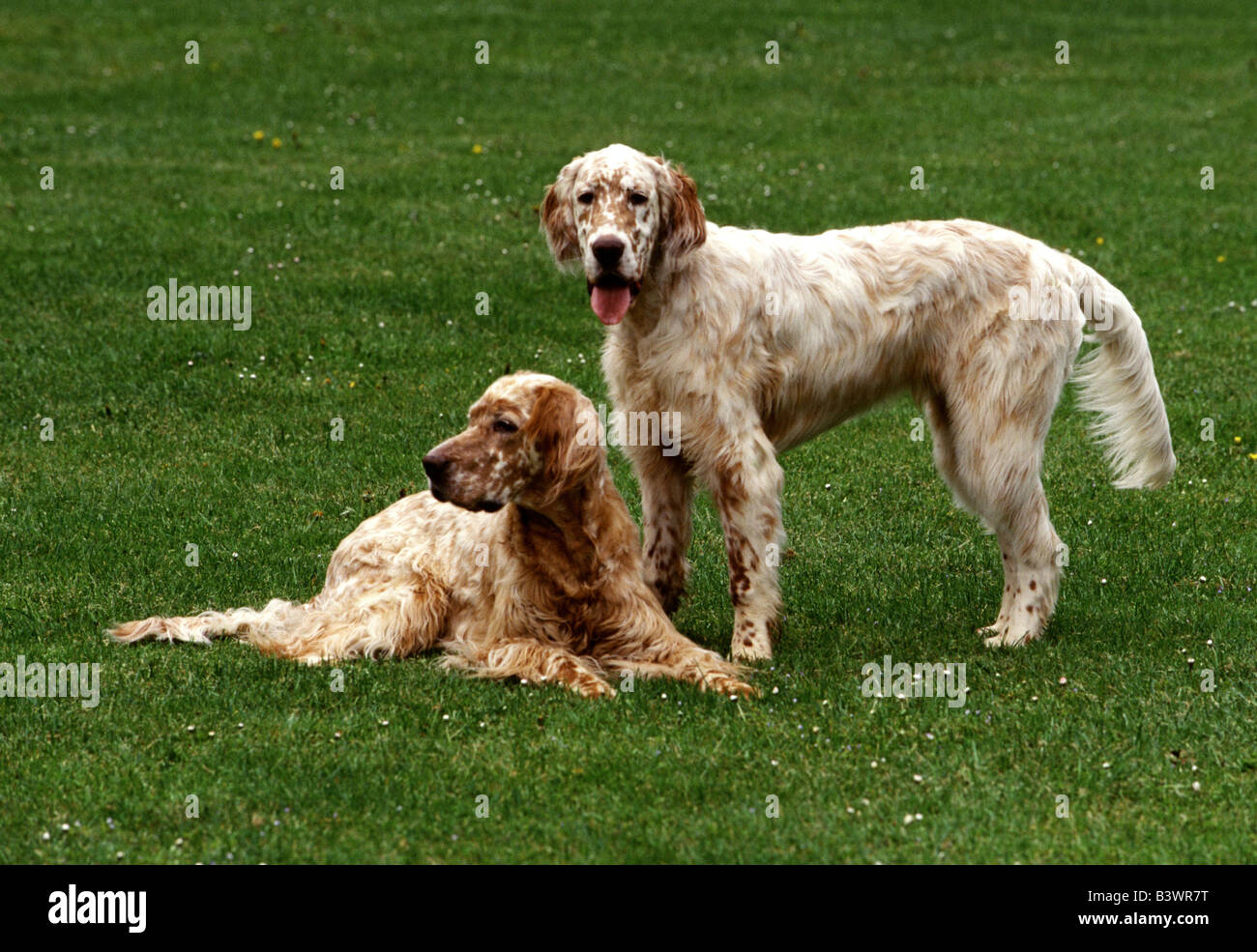 Two English Setter dogs in a lawn Stock Photo - Alamy