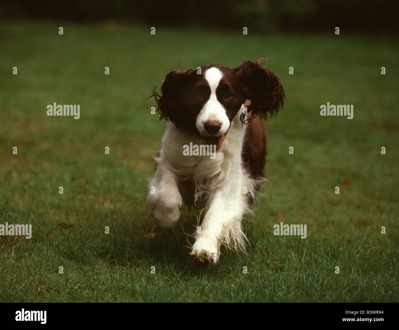 English springer spaniel dog with its tongue out hi-res stock ...