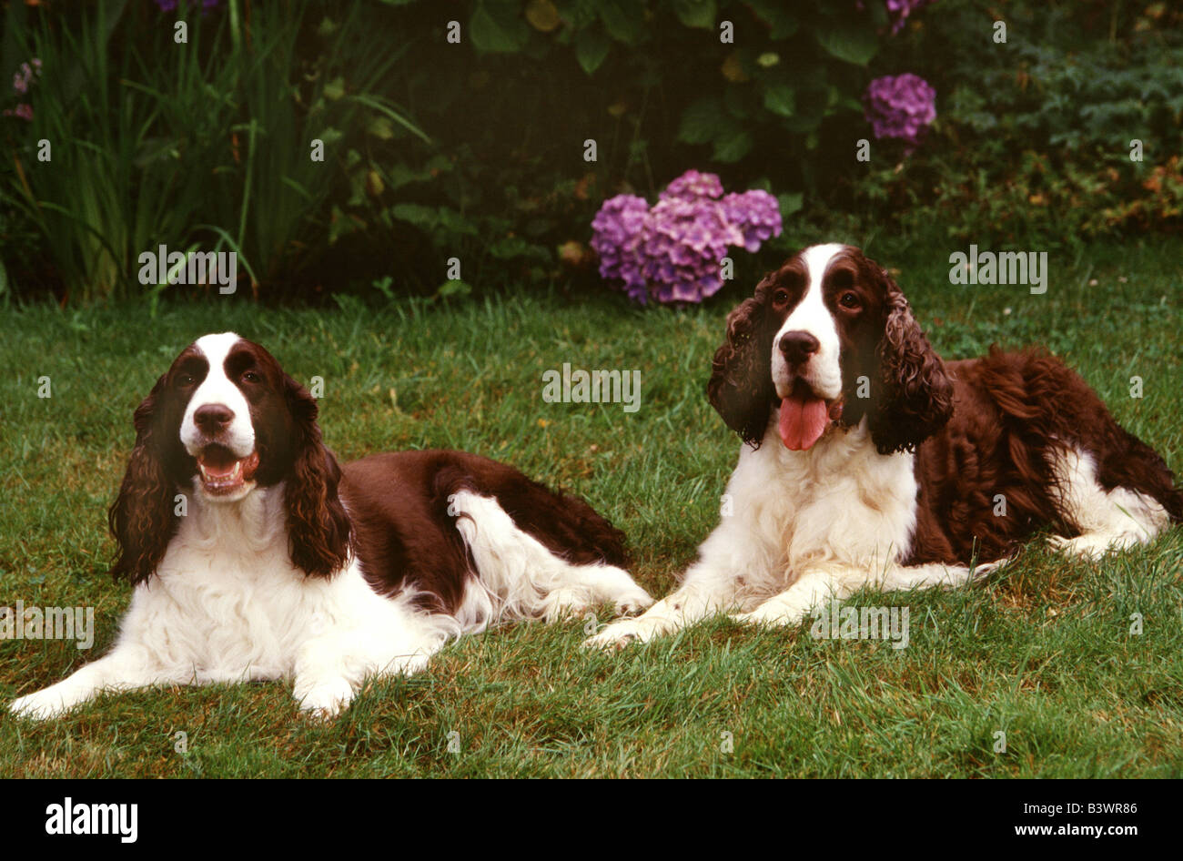 Two English Springer Spaniel dogs sitting in a lawn Stock Photo - Alamy