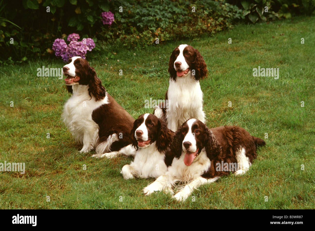 High angle view of four English Springer Spaniel dogs in a lawn Stock ...