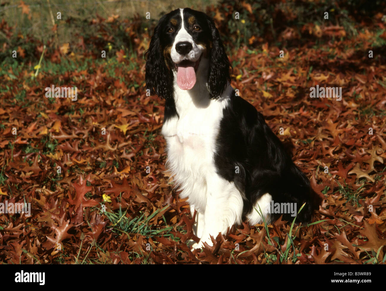 English Springer Spaniel dog sitting in a field Stock Photo - Alamy