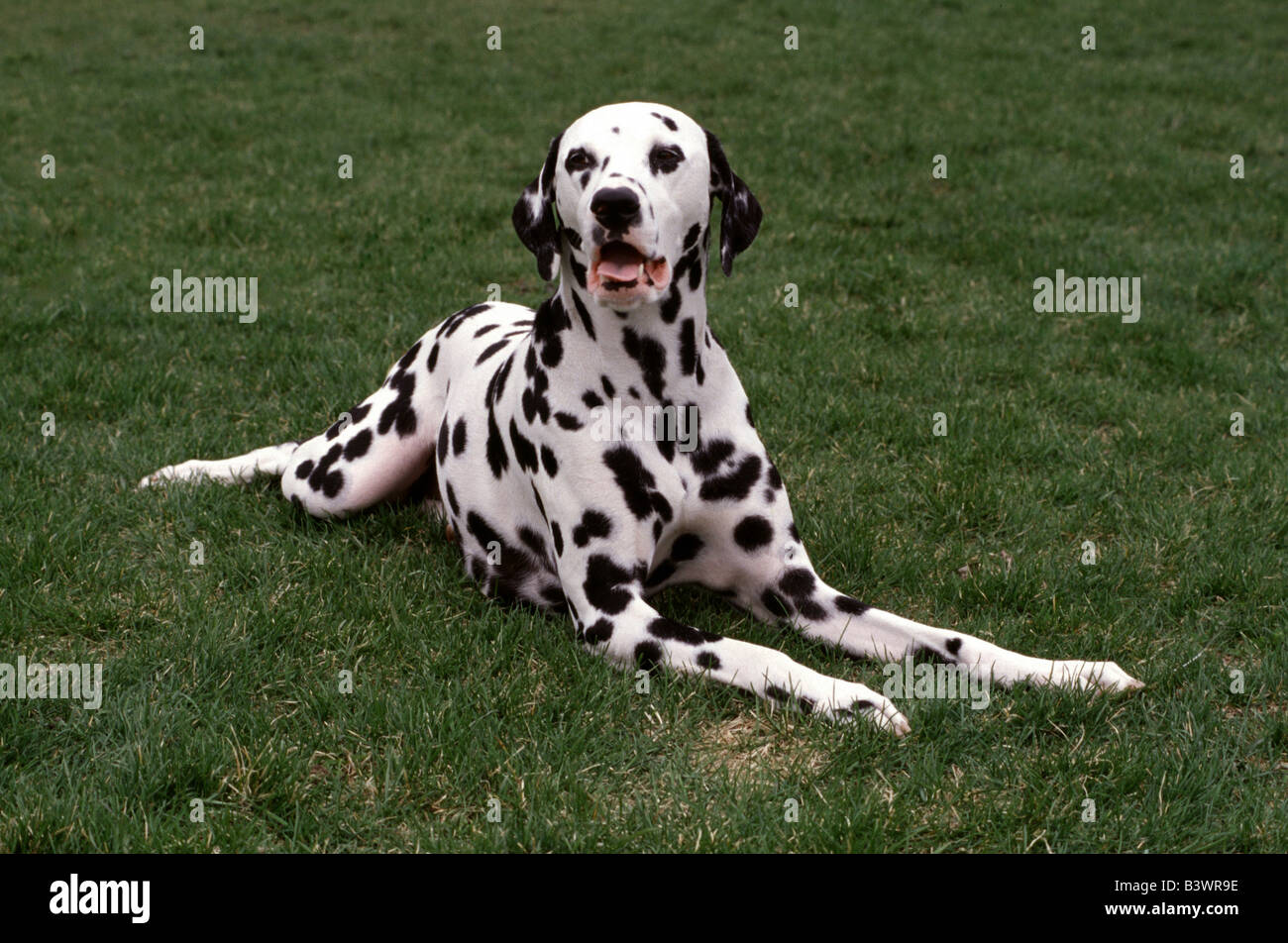 Dalmatian sitting in a lawn Stock Photo - Alamy