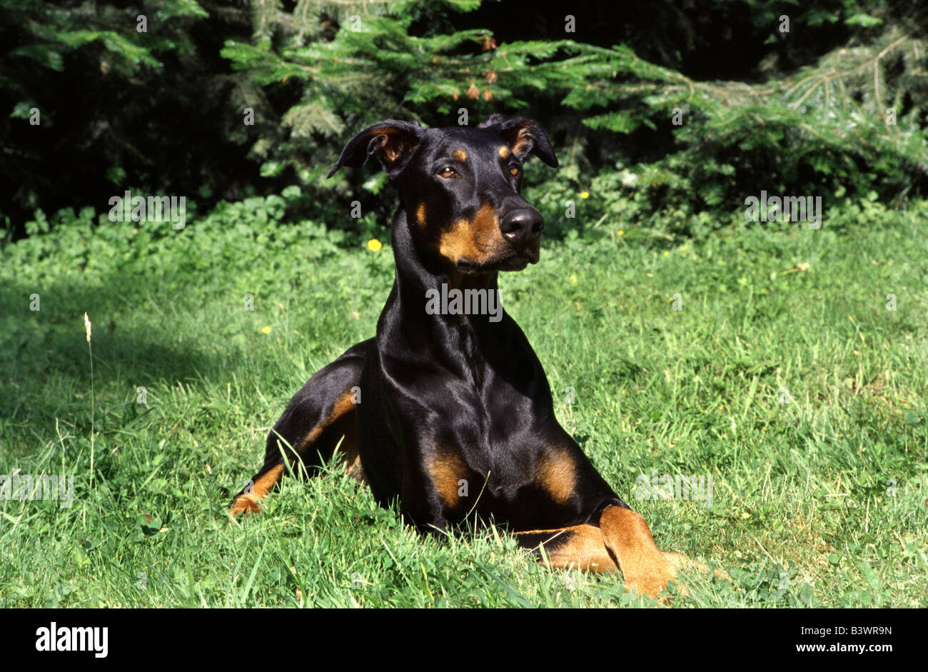 Doberman Pinscher sitting in a park Stock Photo - Alamy