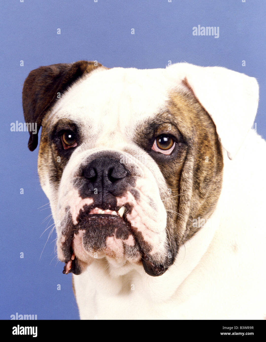 Studio english bulldog face hi-res stock photography and images - Alamy