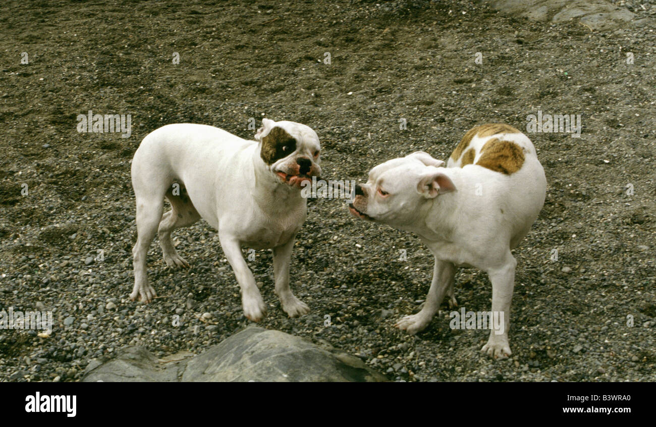 High angle view of two Old English Bulldogs fighting Stock Photo - Alamy