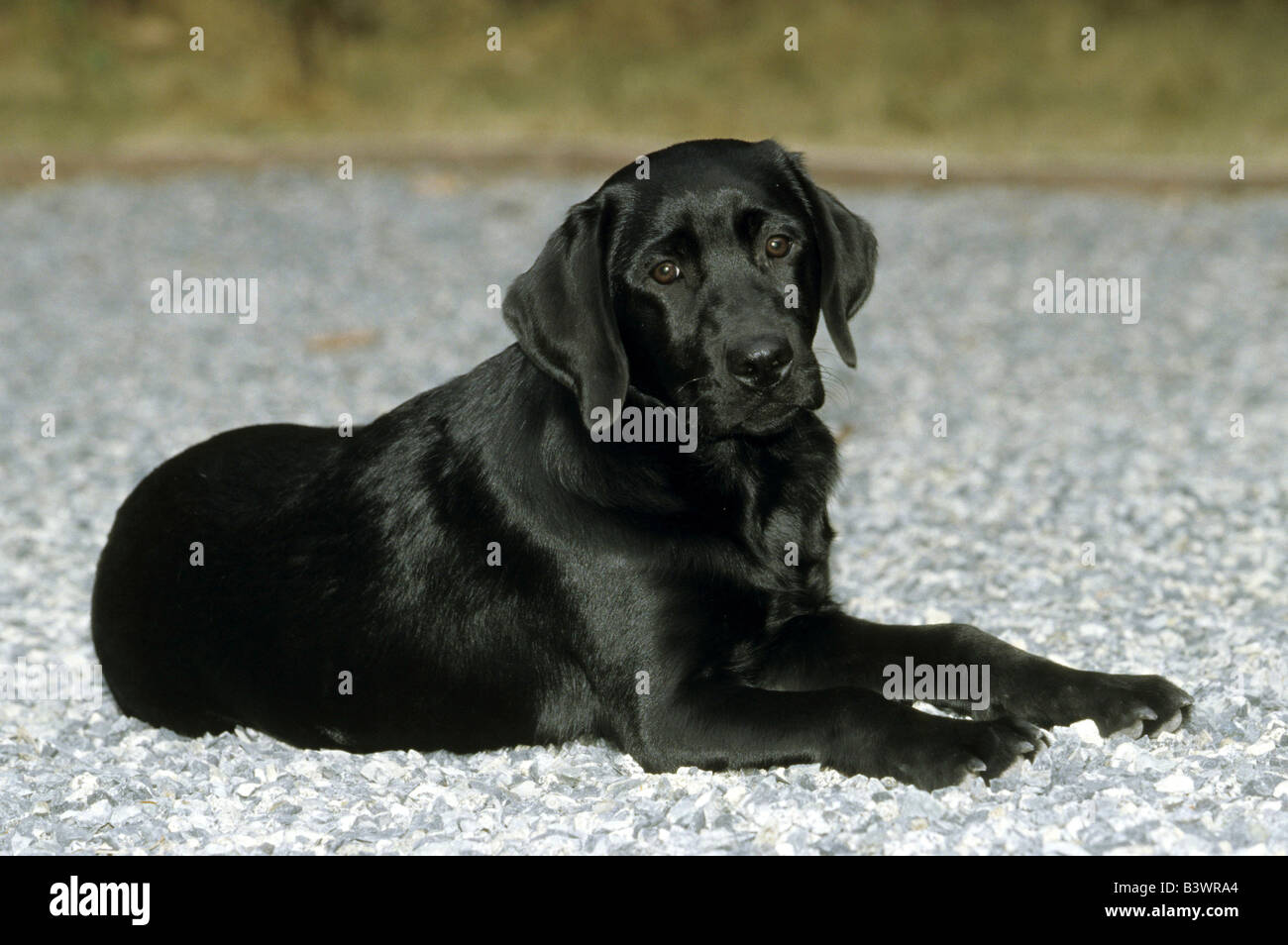 Black Labrador Retriever sitting on a road Stock Photo - Alamy
