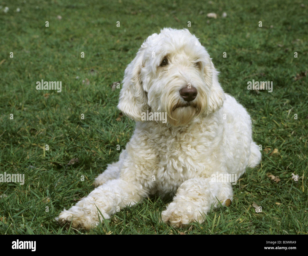 Labradoodle sitting on grass Stock Photo - Alamy