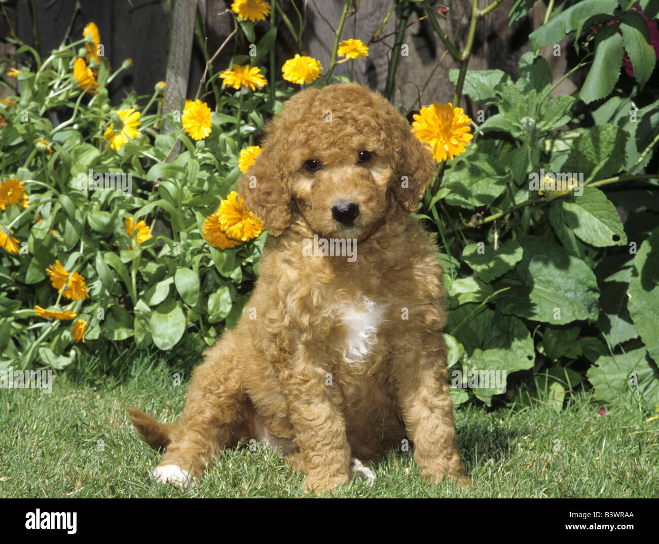 Labradoodle puppy sitting in a garden Stock Photo - Alamy