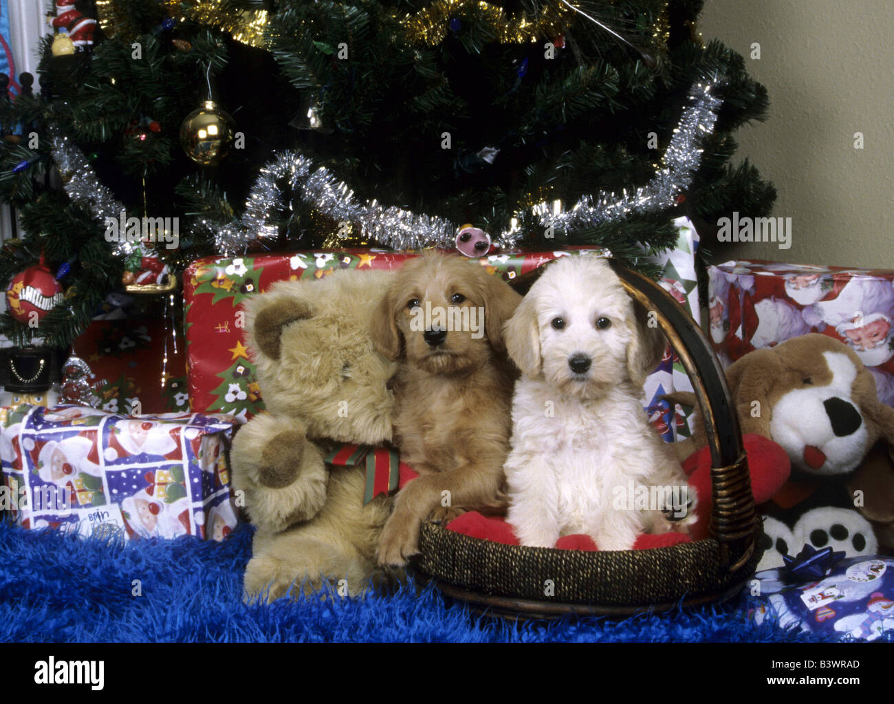 Two Labradoodle puppies in a basket with Christmas presents Stock Photo ...