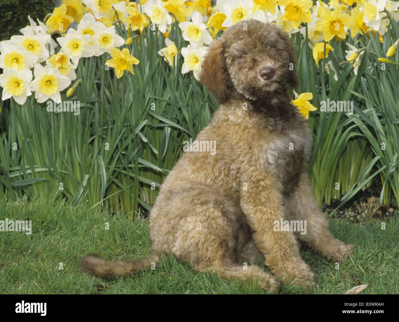 Labradoodle sitting in a garden Stock Photo - Alamy