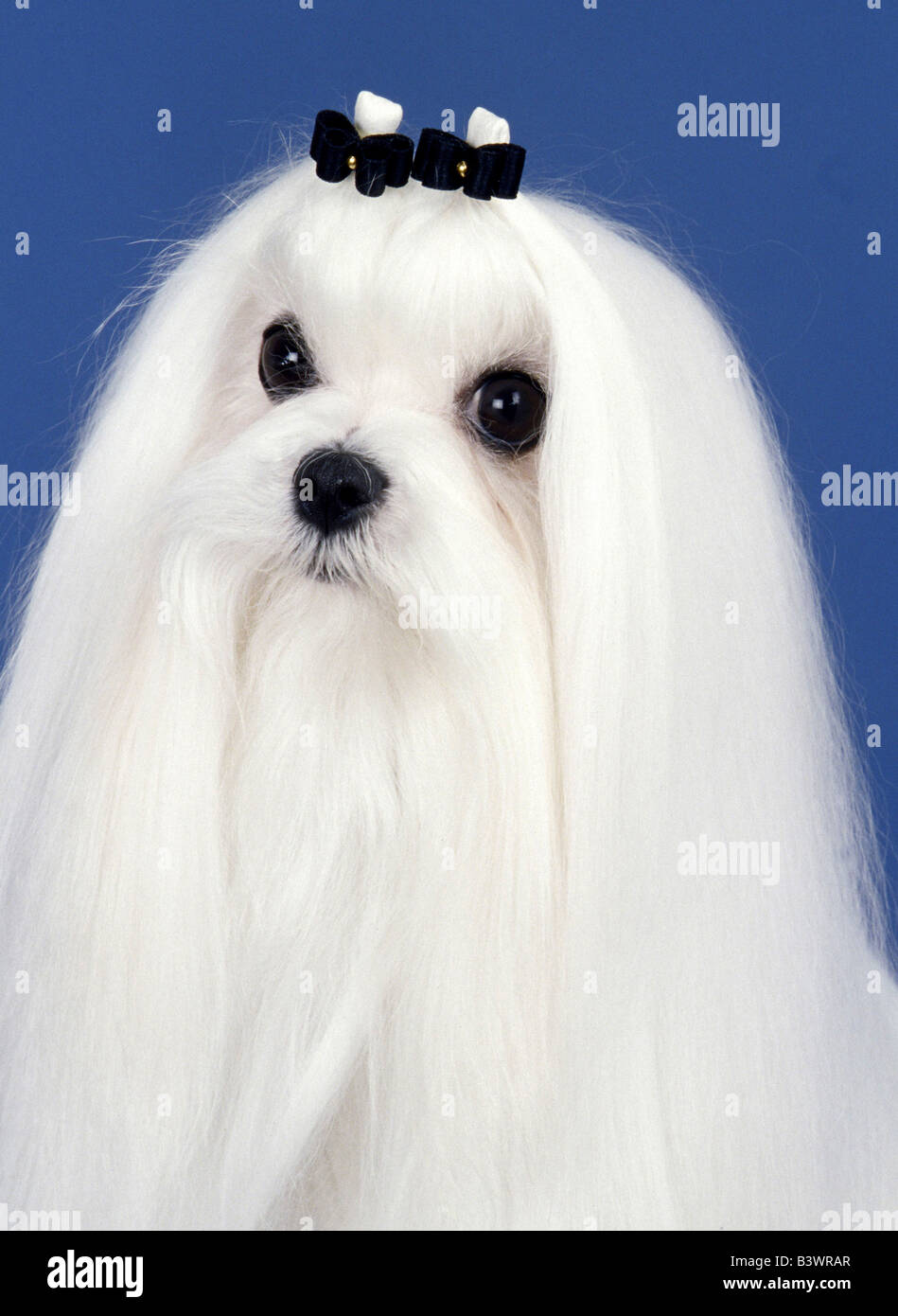 Close-up of a Maltese dog Stock Photo - Alamy