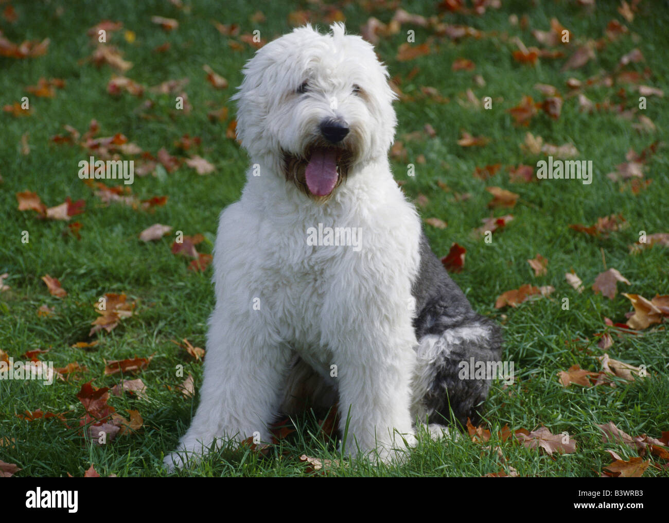 Old English Sheepdog puppy sitting in a park Stock Photo - Alamy