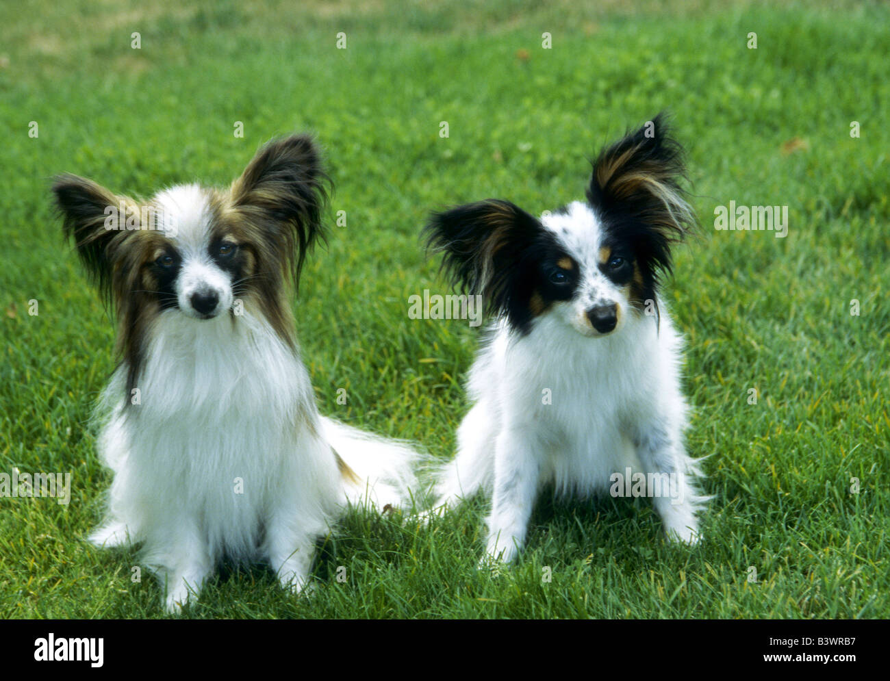 Papillons hi-res stock photography and images - Alamy