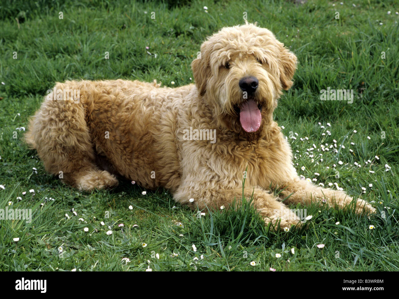 Labradoodle dog sitting on grass Stock Photo - Alamy